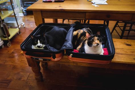 Cat Case | 10nineteen