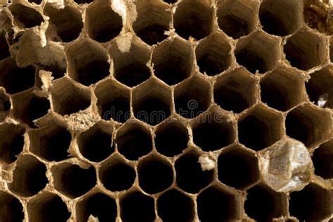 Detail Of Empty Hexagonal Cells Of Natural Wax Honeycomb Horizontally