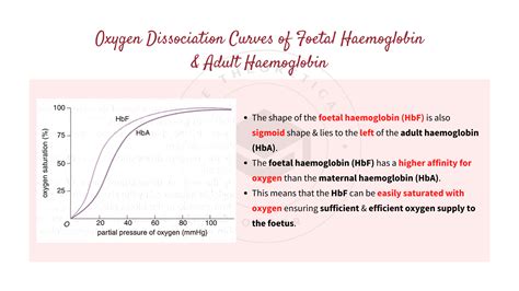Oxygen Dissociation Curves Of Haemoglobin Myoglobin And Foetal