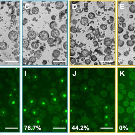Individual Protoplast Response To Different Sa Concentrations A L Download Scientific Diagram