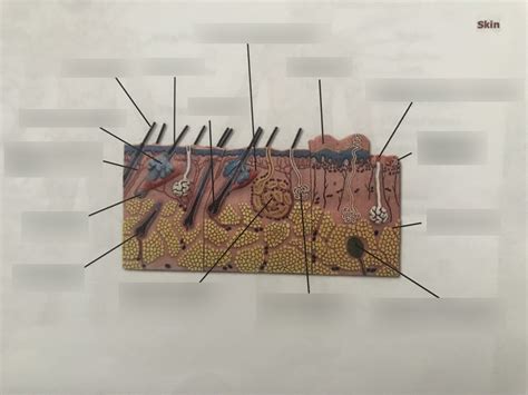 Skin Diagram Quizlet Skin Diagram Quizlet