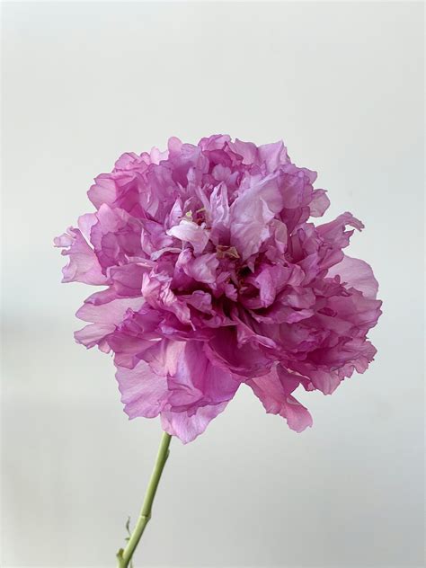 คลังภาพถ่ายฟรีของ Angiosperms กลีบดอกที่บอบบาง กลีบดอกไม้ การจัด