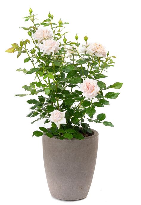Rose Garden of Roses® - Rosa Garden of Roses® günstig kaufen