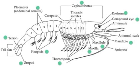 Subphylum Crustacea Flashcards Quizlet