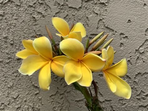 Konishi Plumeria Konishi Plumeria All Things Hawaiian