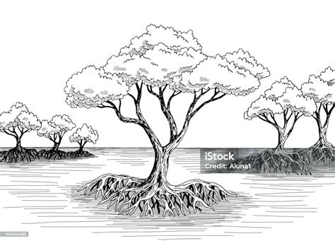 맹그로브 정글 숲 강 그래픽 검은 흰색 풍경 스케치 일러스트 벡터 맹그로브에 대한 스톡 벡터 아트 및 기타 이미지 맹그로브 맹그로브숲 0명 Istock