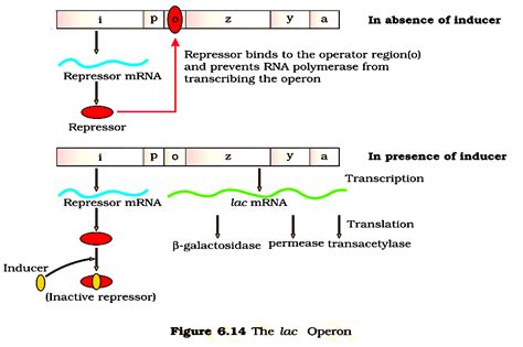 Proposed The Operon Model Of Gene Regulation In Prokaryotes