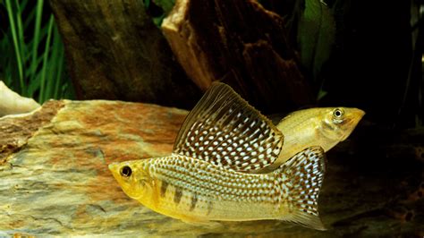 10 Best Algae Eating Fish For Freshwater Fish Tanks Help Guides