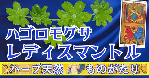 【ハーブ天然ものがたり 動画ver】ハゴロモグサレディスマントル｜白木海月＠shield72°公式note