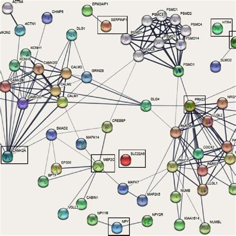 Candidate Genes Found Through The String Protein Interactions Analysis Download Scientific