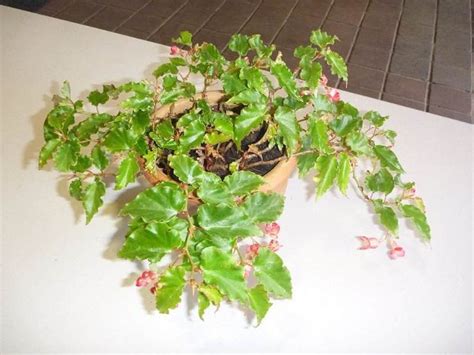 Begonia Tiny Gem Buy It Now Begonia How To Preserve Flowers Container Plants