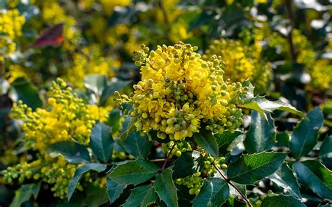 How To Grow Mahonia Evergreen Shrubs The English Garden
