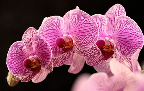 Красивые Орхидеи Фото На Телефон — Картинки фотографии