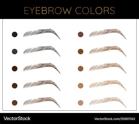Elegant Eyebrow Colors Chart With Brow Shades Vector Image
