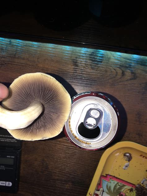 Tidal Wave Third Flush Rshrooms