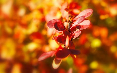 배경 화면 식물 가을 이파리 배경 x CoolWallpapers 배경 화면 WallHere