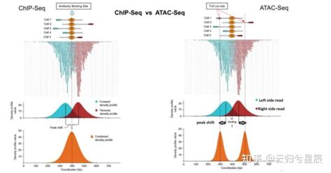 atac测序和chip测序不同点 知乎