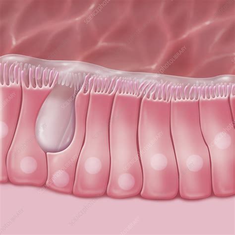 Sinus Drawing Stock Image C0171687 Science Photo Library
