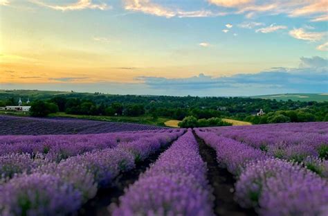 Запрацювало найбільше в Україні лавандове поле
