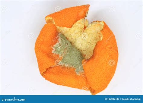 Orange Peel With Mold Stock Image Image Of Orange Model 137087447