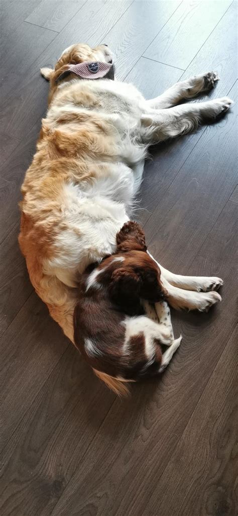 Shh Theyre Having A Date R Genshin Impact