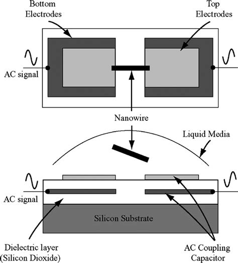 Simplified Illustration Of Dielectrophoretic Assembly Technique Top Download Scientific