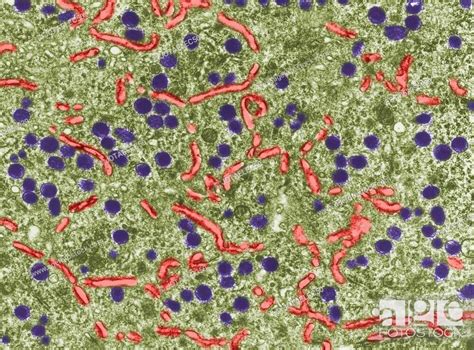 False Colour Transmission Electron Microscope Tem Micrograph Of The Cytoplasm Yellow Of A