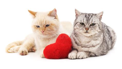 Two Enamored Cats With Red Heart On Valentine Stock Image Image Of