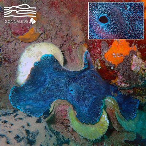 Clams Predators At Amy Auerbach Blog