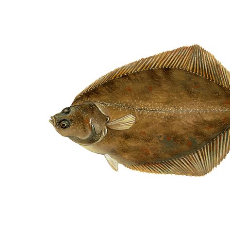 Flunder - WWF Fischratgeber