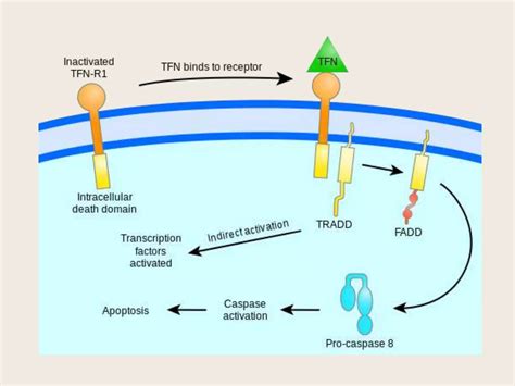 Intrinsic And Extrinsic Pathway Of Apoptosis Pptx Biological