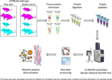Figures And Data In Deep Proteome Profiling Reveals Signatures Of Age And Sex Differences In Paw