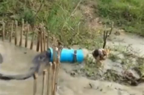Terrifying Daily Video Of The Day Python Trapped Video