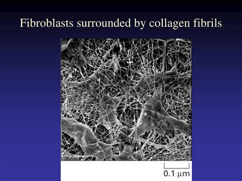 Ppt Cell Junctions And Extra Cellular Matrix Ii Powerpoint Presentation Id 318060