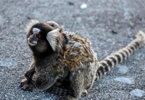 Premium Photo Titi Monkey In Rio De Janeiro Mother With Her Calf