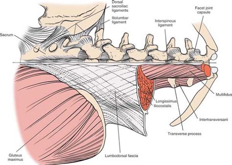 The Spine Musculoskeletal Key
