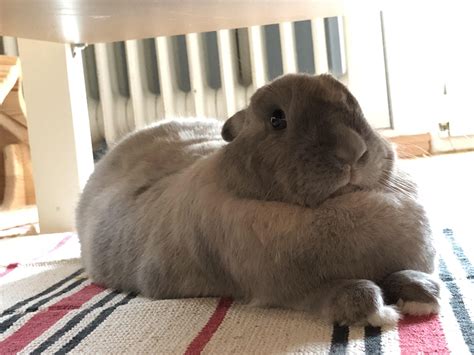 Peanut Looks Like A Fat Sphynx Ifttt2rouvdv Pet Bunny Cute
