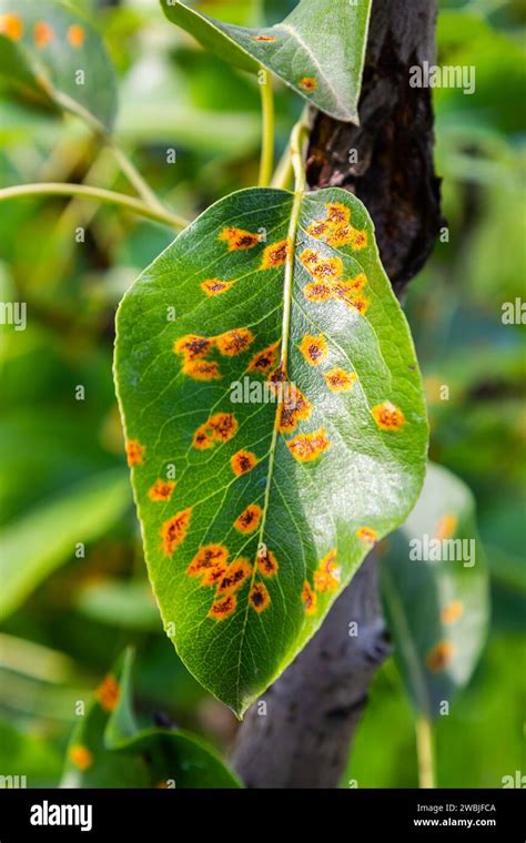 Pear Leaves With Pear Rust Infestation Stock Photo Alamy