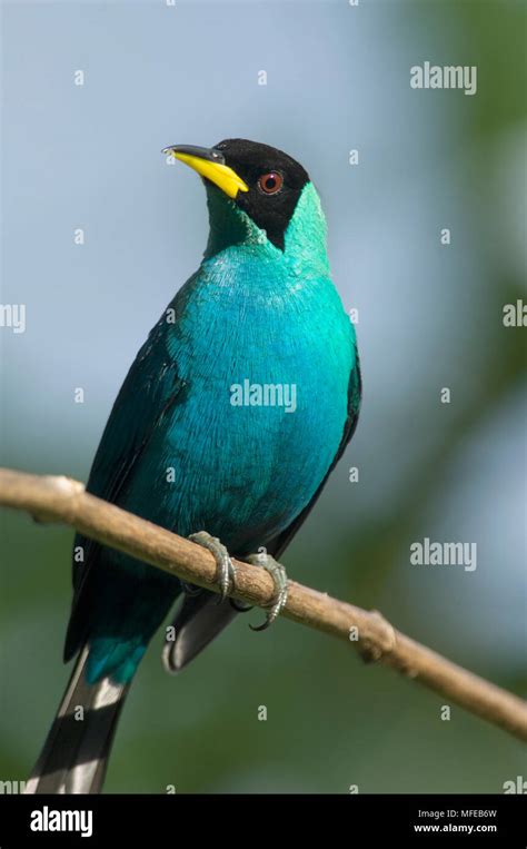 Green Honeycreeper Chlorophanes Spiza Northern Range Trinidad Stock
