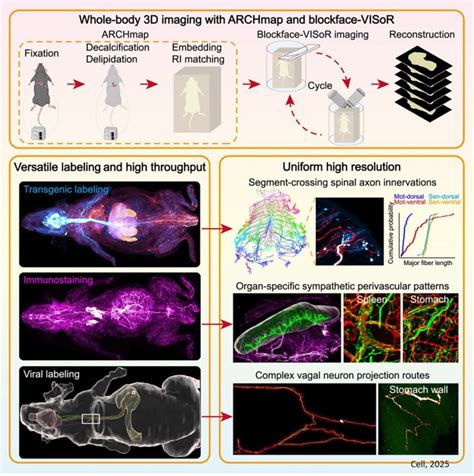 High Speed Mapping Of Whole Mouse Peripheral Nerves At Subcellular Resolution Sciencemission