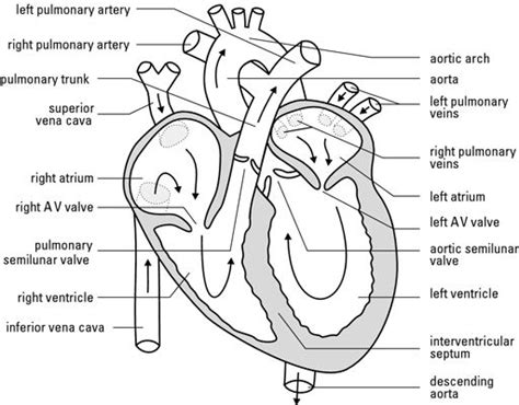 Blank Heart Diagram Anatomy Chart For Educational Purposes