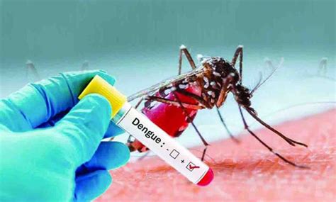 21 Dengue Cases Reported In Doon In Past 3 Days Pioneer Edge