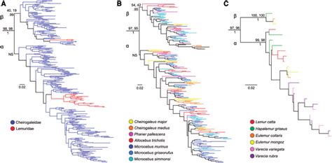 Maximum Likelihood Phylogenies Based On Clustered Dna Sequence Data