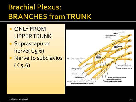 Ppt Brachial Plexus Powerpoint Presentation Free Download Id 9015022