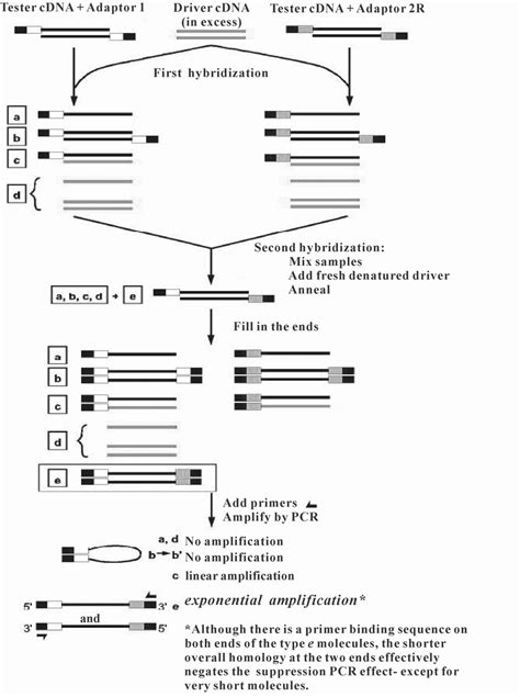 Schematic Diagram Of Pcr Select Cdna Subtraction Figure Adopted From