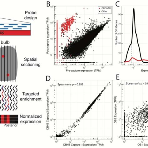 Target Capture Sequencing Consistently Enriches Or Transcripts A 608 Download Scientific