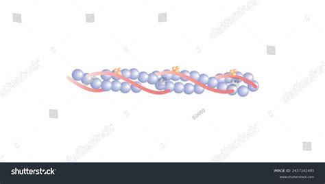 Actin Filament Diagram Scientific Design Vector Stock Vector Royalty