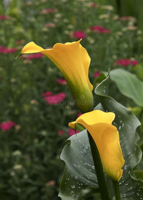 Two Bright Yellow Calla Lily Flowers In Garden Stock Image Image Of