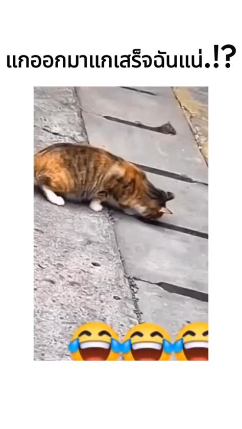 หนักมัยเพื่อน เป็ด Duck ตลก มีม มีมตลก คลิปตลก คลิปฮา ขำขัน แท็กเพื่อนมาดู Fyp Reels