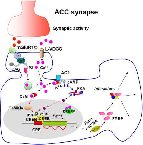 Roles Of Creb In The Regulation Of Fmrp By Group I Metabotropic